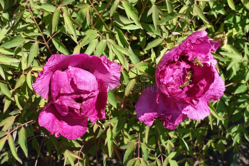 Half-opened Magenta Colored Flowers of Tree Peony in April Stock Image ...