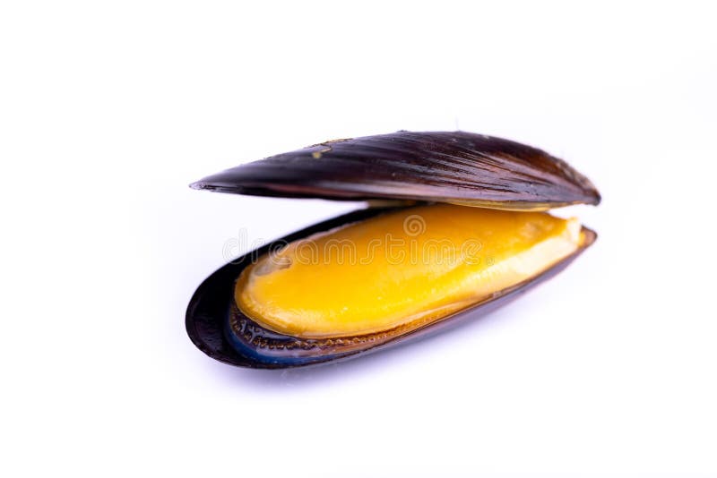 Half-opened Mussel Shell Fish on White Background Stock Photo - Image ...
