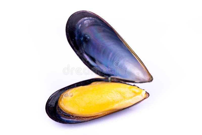Half-opened Mussel Shell Fish on White Background Stock Image - Image ...