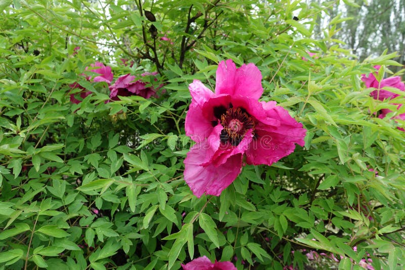 Half Opened Pink Flower of Tree Peony Stock Image - Image of park ...