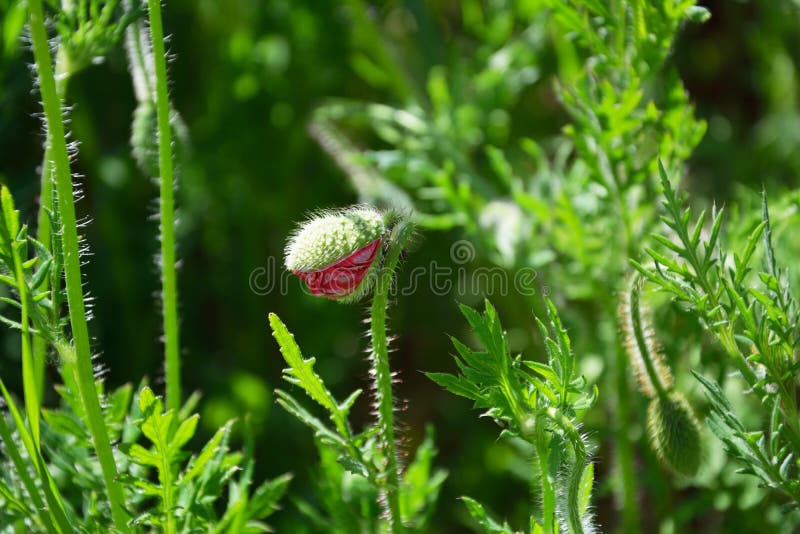 Half a red poppy flower stock image. Image of gift, garden - 31786733