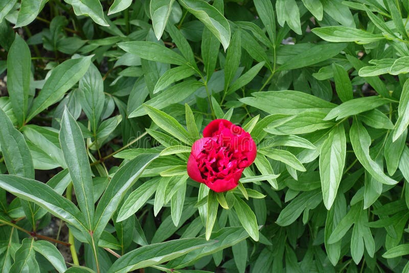 Half-opened Red Double Flower of Peony Stock Photo - Image of flowered ...
