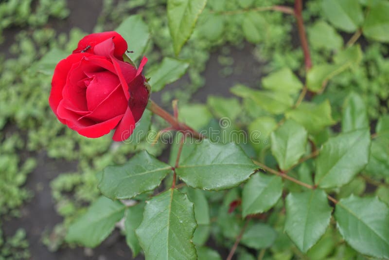 Half Opened Red Flower of Rose Stock Photo - Image of cerise, cardinal ...