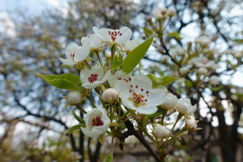 Half Opened White Flowers and Buds of Pear in April Stock Photo - Image ...