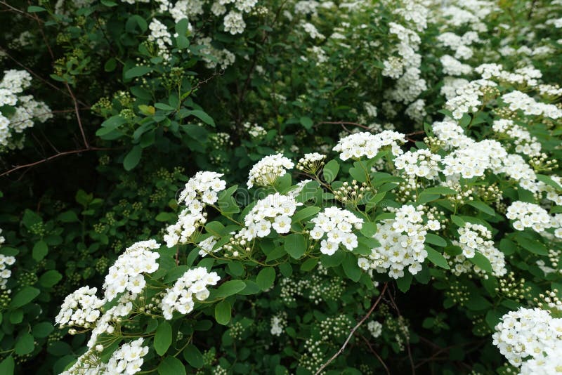 Half Opened White Flowers of Germander Meadowsweet Stock Image - Image ...
