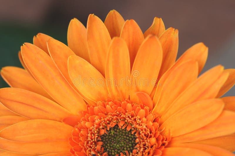 Half of Orange Gerbera Flower Stock Image - Image of pollen, flora ...