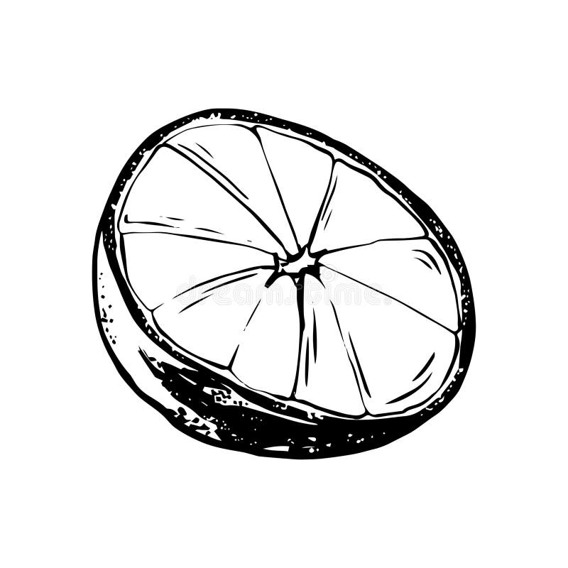 Orange Sketch Png Orange Illustration Png Images Free Download On