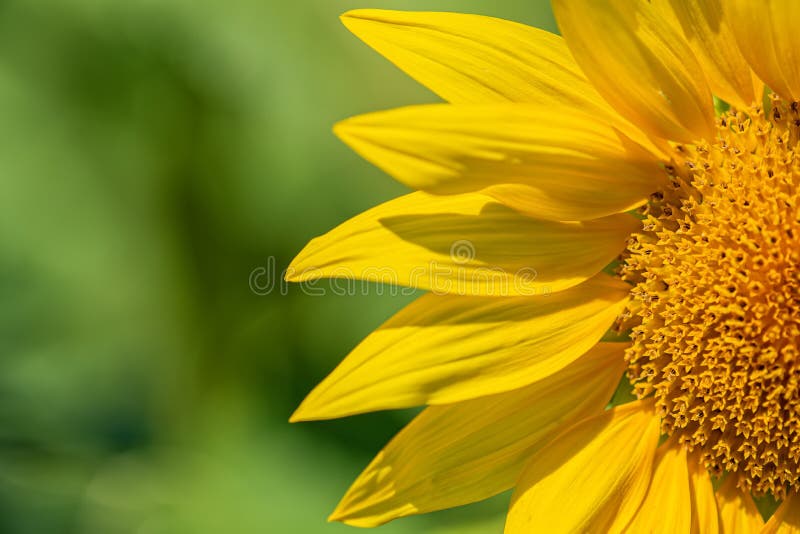 Half part of a sunflower stock image. Image of nature - 176896119