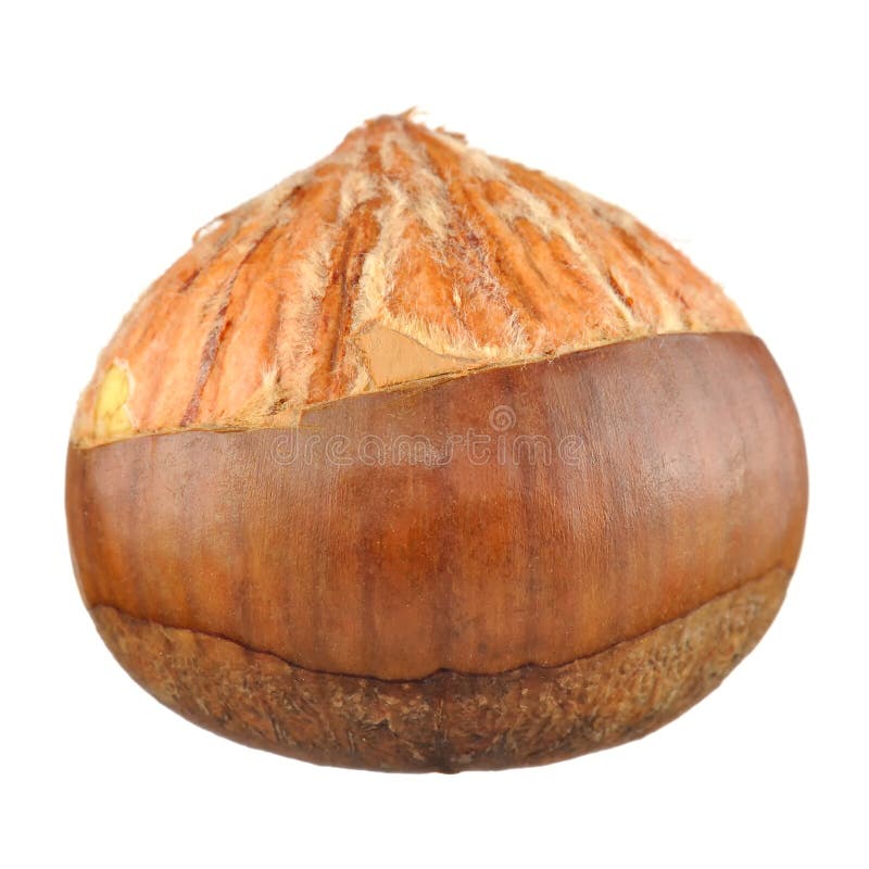 Ripe Chestnut Fruit stock photo. Image of nutrition, chestnut - 23737626