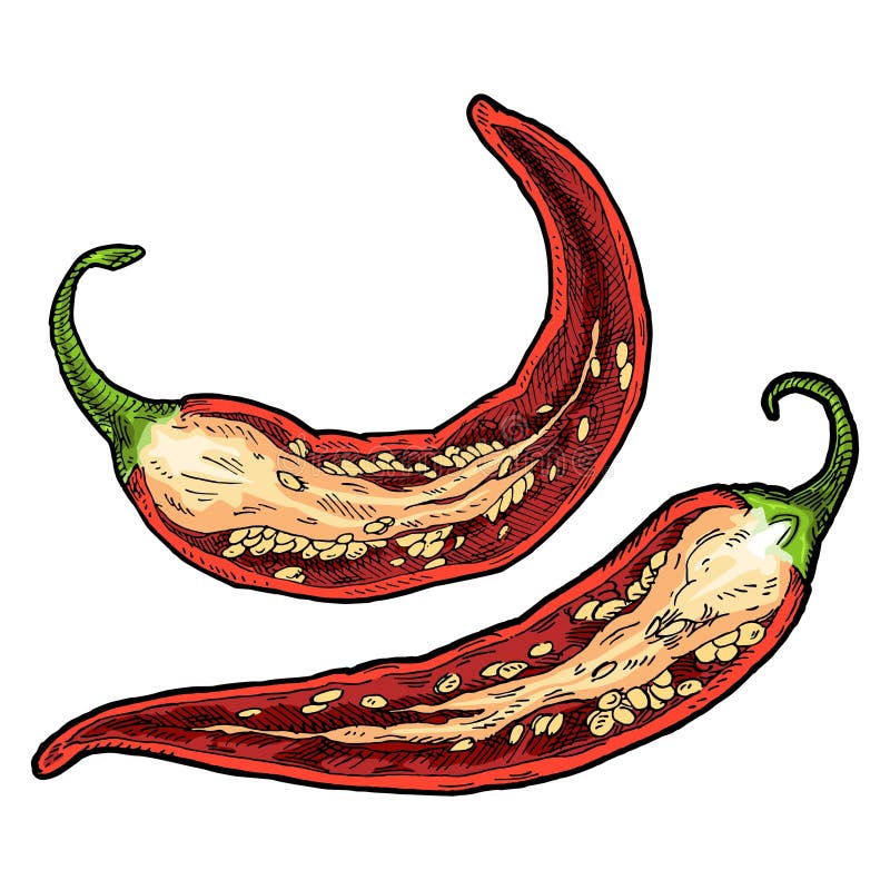 Half Pepper Chilli. Vintage Vector Hatching Color Illustration Stock ...