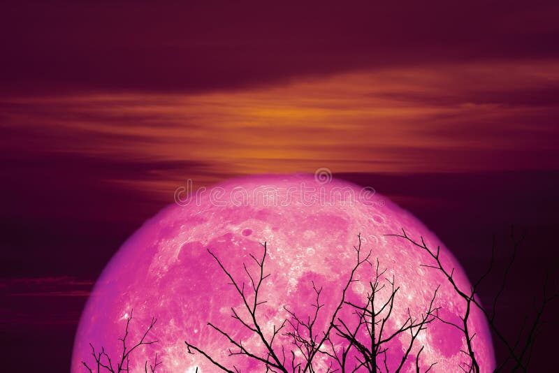 Half Pink Moon Back on Silhouette Branche Tree in Night Sky Stock Photo ...