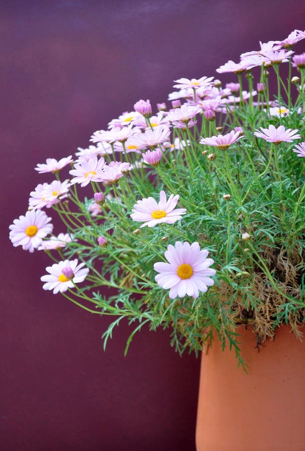 Half pot with pink daisies stock image. Image of plant - 90553879