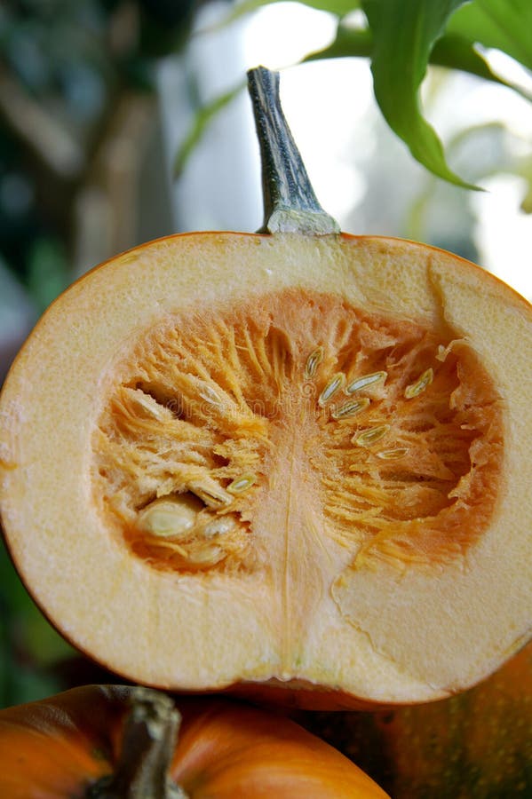 Half of pumpkin stock photo. Image of veggie, fall, pumpkin - 11138838
