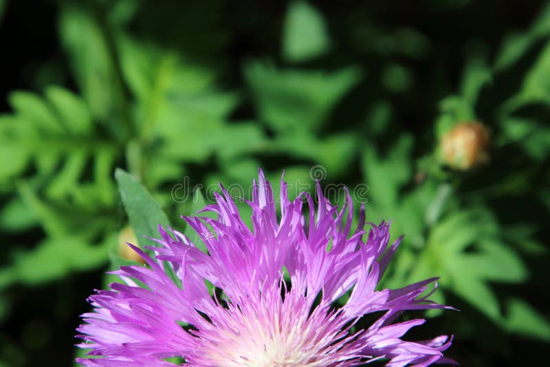 Half purple flower stock photo. Image of spring, nature - 93971594