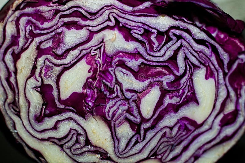 Half of a Red Cabbage Fresh Zoom Stock Photo - Image of meal, mango ...