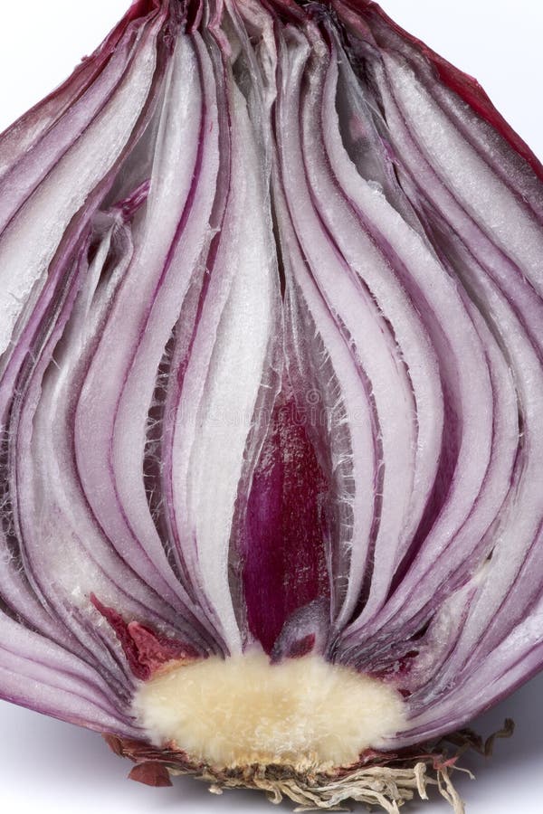 One Red Onion,half and Rings on White Background Stock Photo - Image of ...