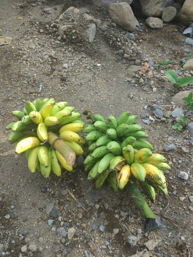 Half-ripe Bananas Just Picked from the Tree Stock Photo - Image of ...
