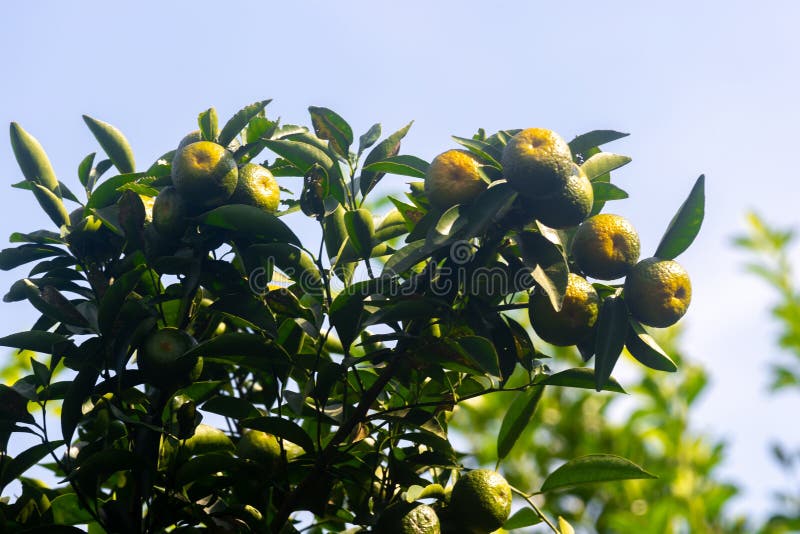 Brunch of Tree after Snowfall Stock Image - Image of season, branch ...