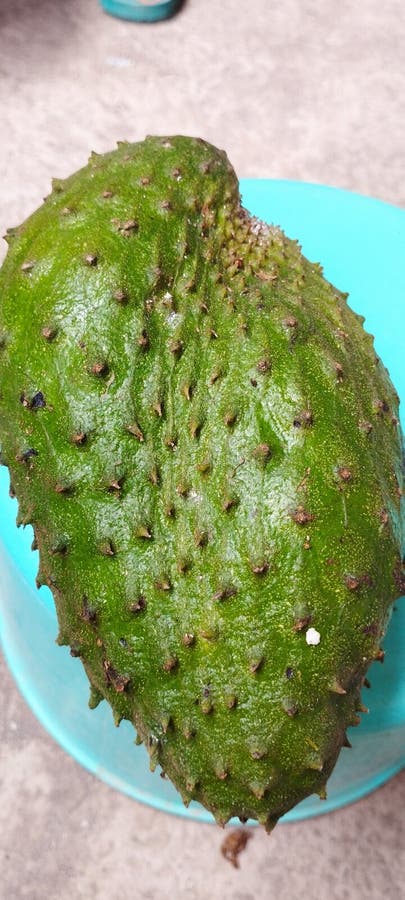 Half Ripe Soursop Fruit, Has a Sweet and Sour Taste Stock Photo - Image ...
