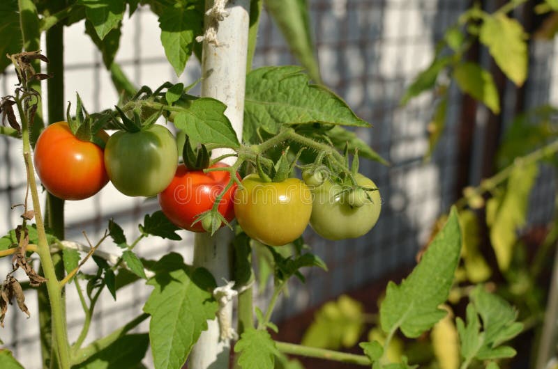 Half Ripe Tomatoes stock image. Image of farm, crop, bunch - 74922617