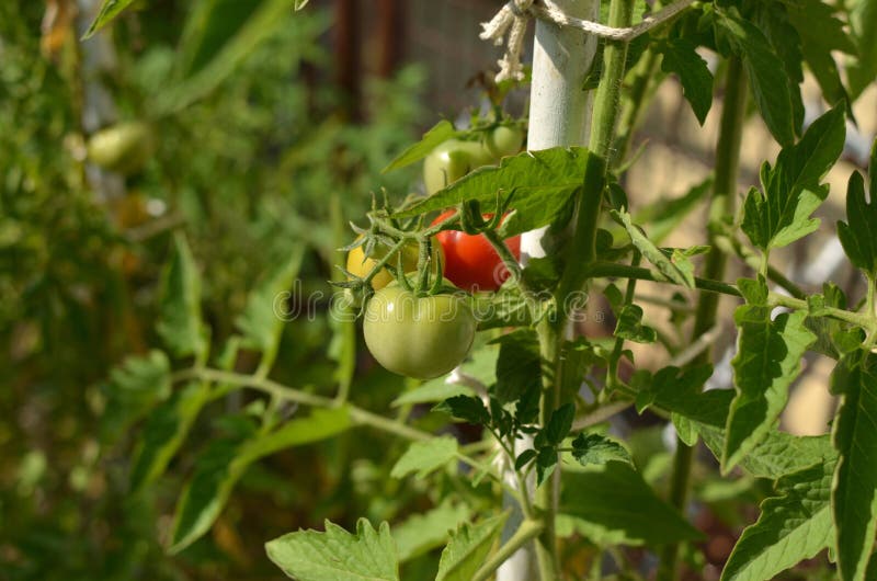 Half Ripe Tomatoes Private Garden Stock Photos - Free & Royalty-Free ...