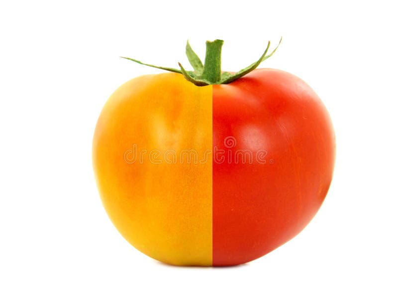 Unripe Tomato Plant stock photo. Image of growth, tomatoes - 1986