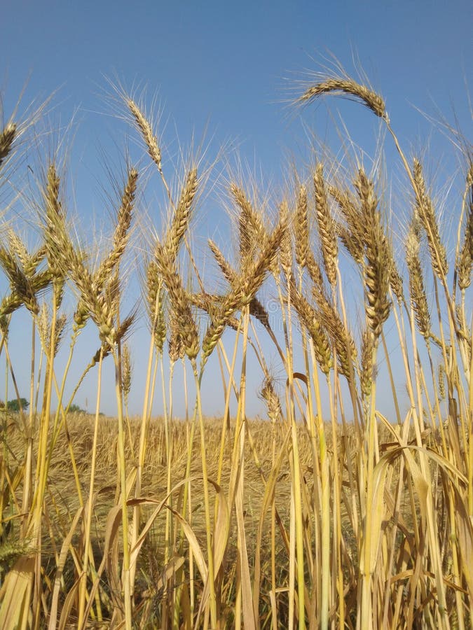 Half ripped wheat field stock photo. Image of field - 245014054