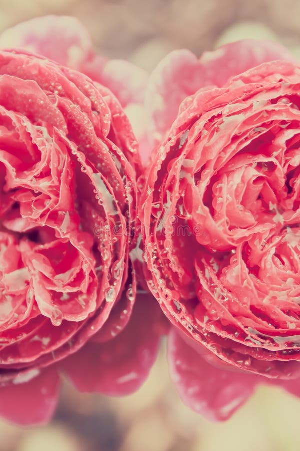 Half a rose stock photo. Image of roses, rose, macro - 52346148