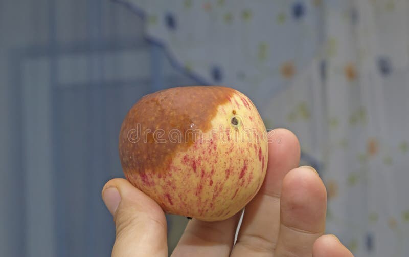 Half-rotten Apple in Hand, Concept Stock Image - Image of fresh, wooden ...