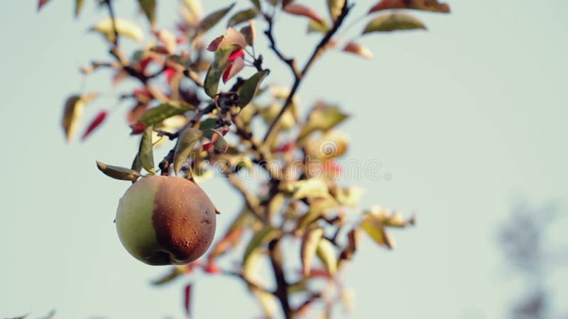 Rotten Apple with Wrinkled Skin Hanging on a Tree Branch Stock Video ...