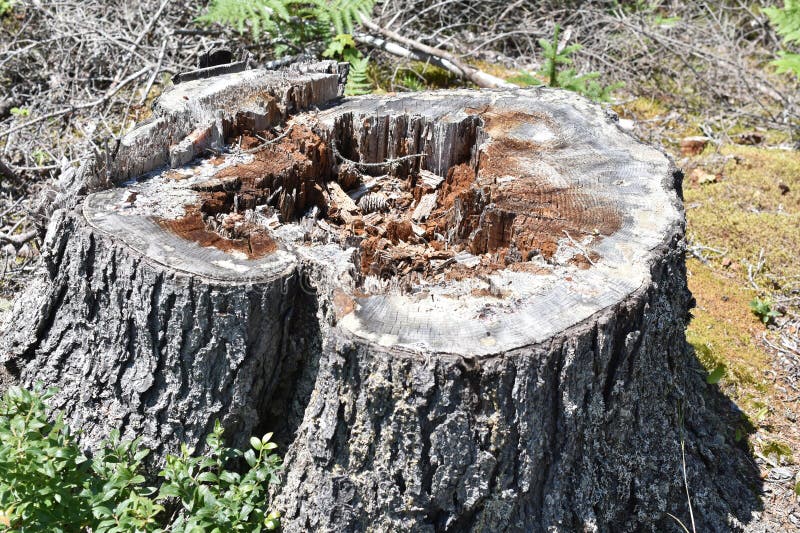 Half rotten tree stump stock image. Image of wilderness - 361399821