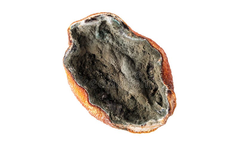 Half of a Rotting Fruit on a Light Background. a Minimalistic Concept ...