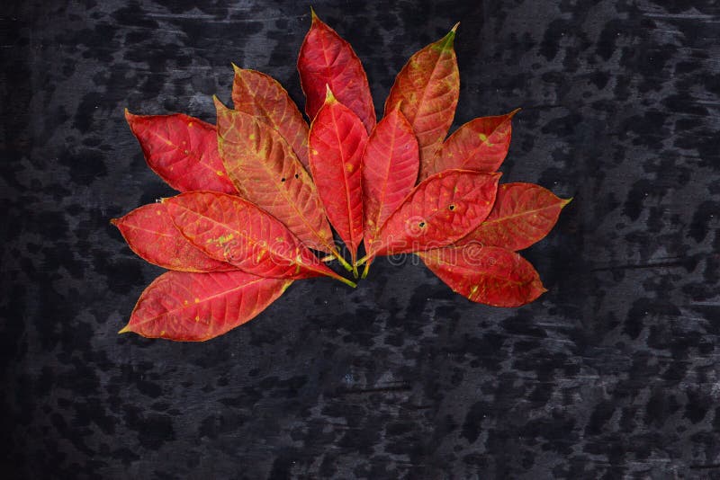 Half Round Autumn Leafs stock image. Image of foliage - 153239093