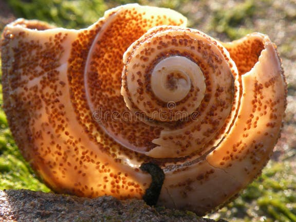 Half Shell stock image. Image of beach, seashell, beige - 27704189