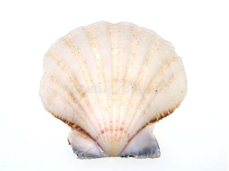 Seashell stock photo. Image of species, scallop, ocean - 118618