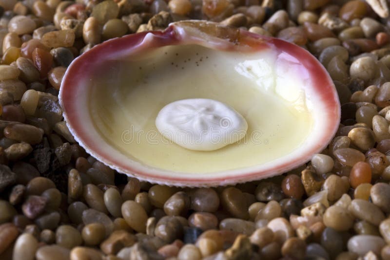 Half shell with sea star stock photo. Image of shell - 13113384