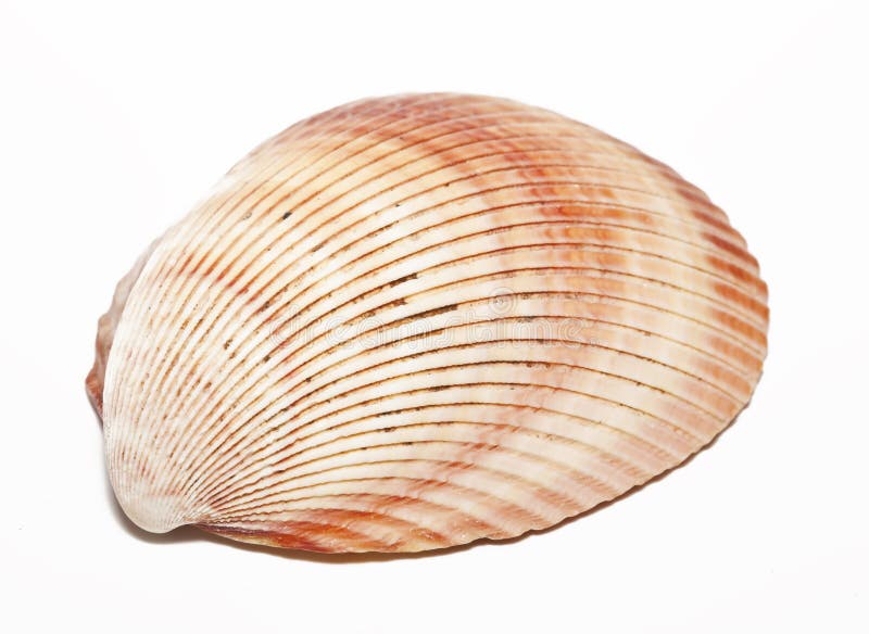 Half shells stock photo. Image of isolated, studio, aquatic - 21558730