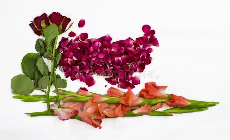 Half Size Frame Created by Roses and Gladiolas Flowers Stock Image ...