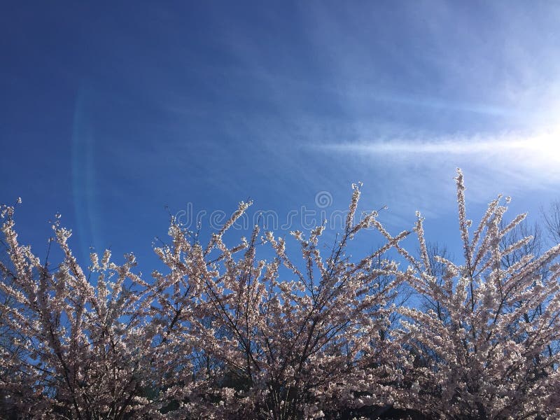 Half sky half trees stock photo. Image of next, bright - 129232848