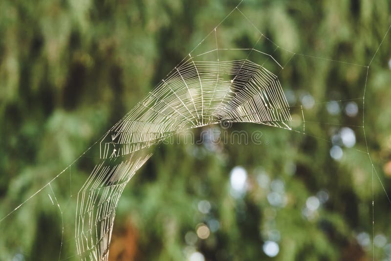 Half Spider Web Against Blurry Plant Background. Stock Photo - Image of ...