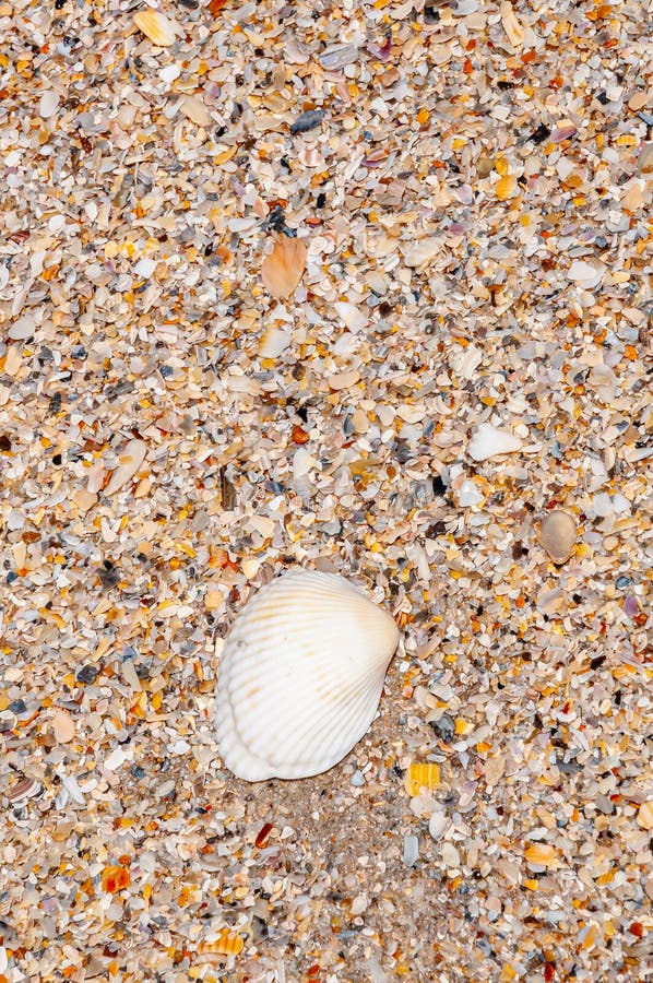 Half of a Sun Bleached, Sea Shell, on Wet, Tropical Sand Stock Image ...