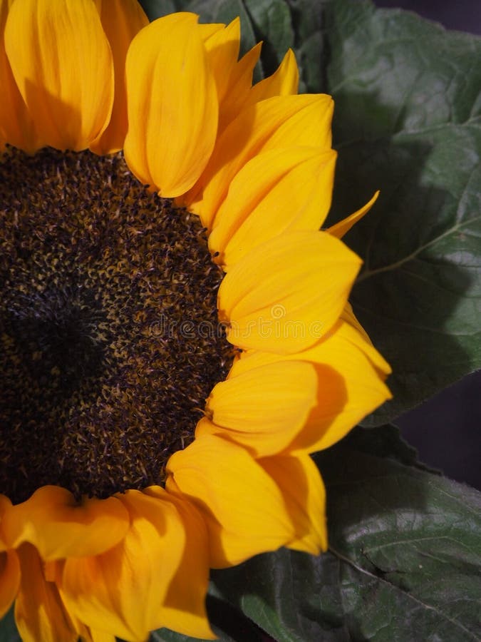 1,311 Half Sunflower Photos - Free & Royalty-Free Stock Photos from ...