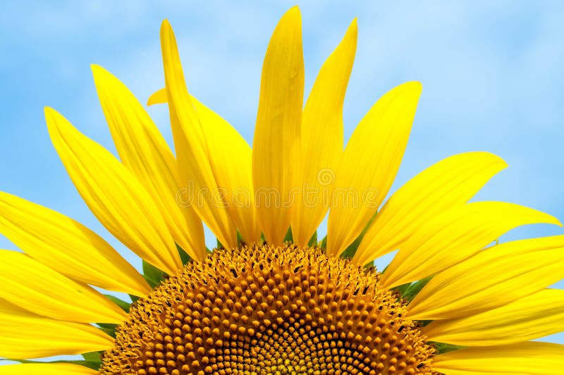 Sunflower stock image. Image of country, isolated, abstract - 5246001