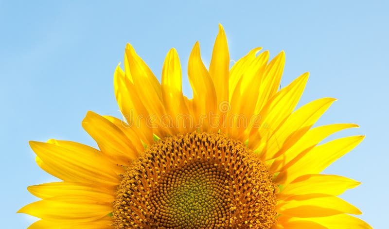 Half of sunflowers stock image. Image of plant, meadow - 65273353