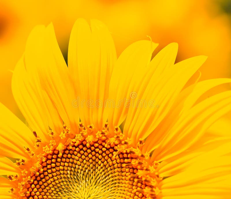 A half of sunflower stock image. Image of natural, black - 38335359