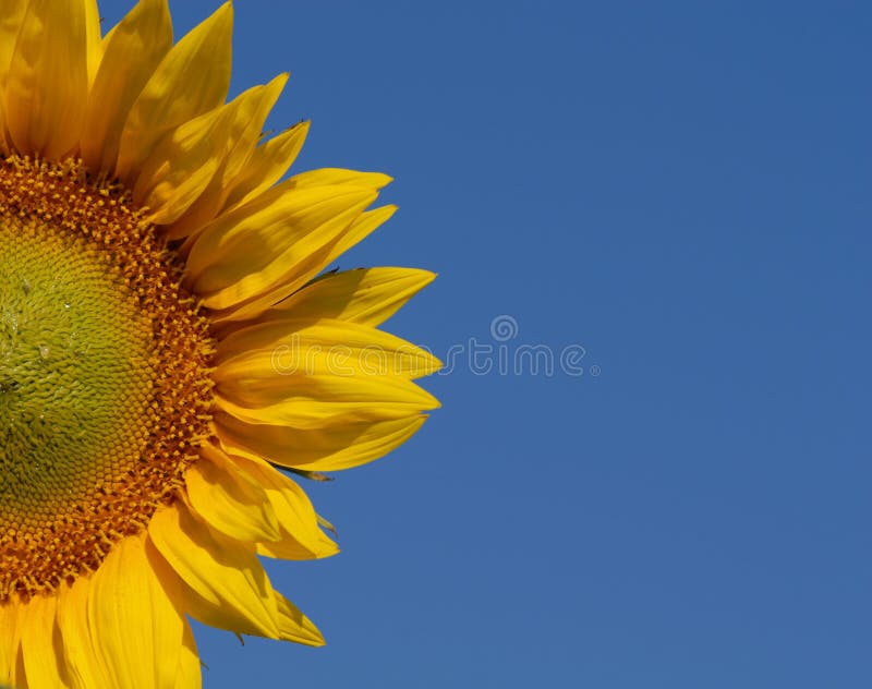 Large Sunflower on Blue Sky Stock Photo - Image of grown, blossom: 6103928