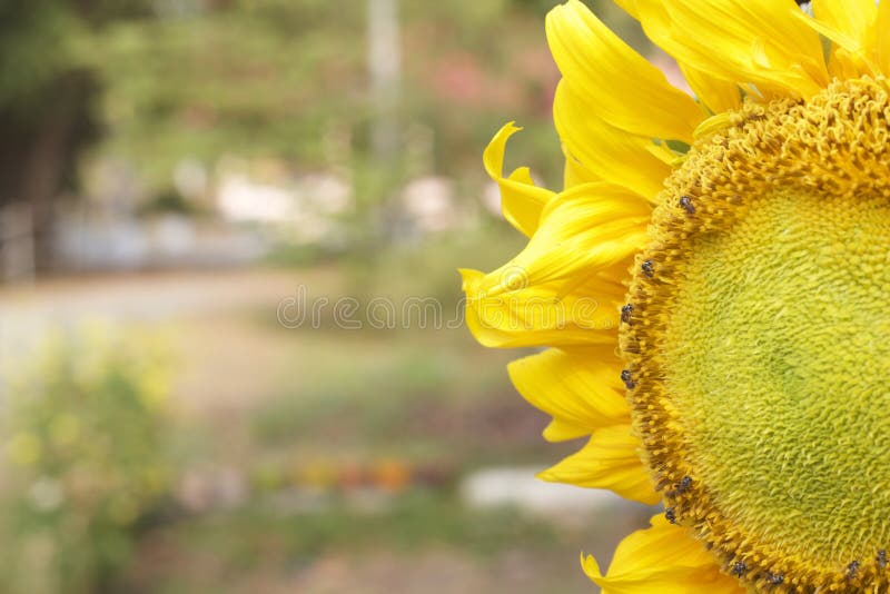 Half of Sunflower Blooming with Nature Stock Image - Image of floral ...