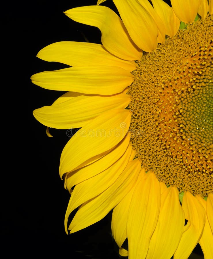 1,023 Half Sunflower Photos - Free & Royalty-Free Stock Photos from ...