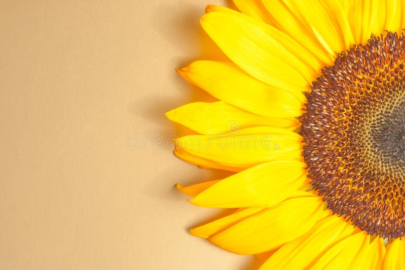 Half sunflower stock image. Image of garden, leaves, background - 30950499