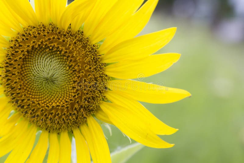 1,023 Half Sunflower Photos - Free & Royalty-Free Stock Photos from ...
